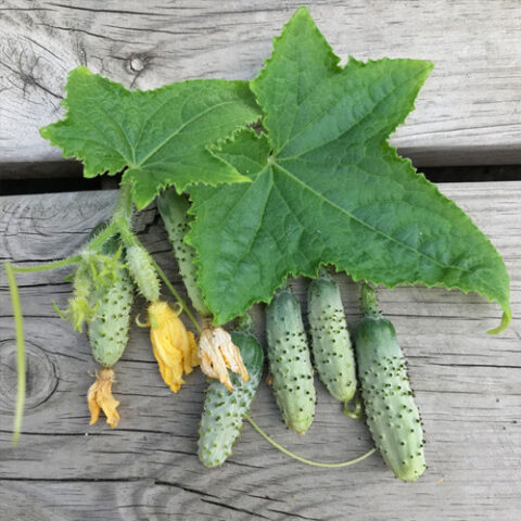 Cornichons - Fleurs stempfler