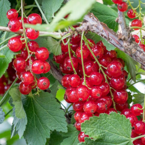 Groseille rouge - Fleurs stempfler