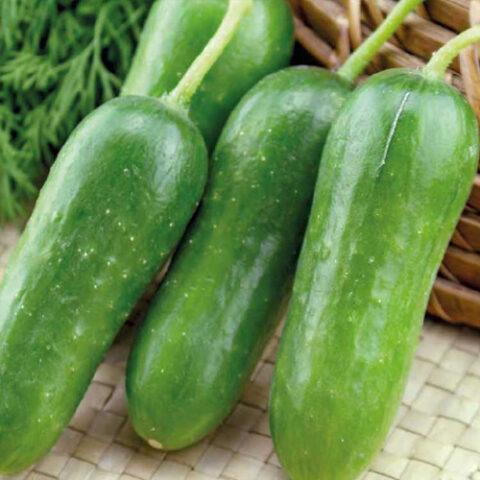 Mini concombre - Fleurs stempfler